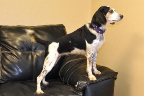 Adopt-A-Pet at PAWS | State College, PA