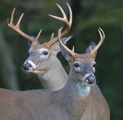 White Tailed Deer Eating Acorns
