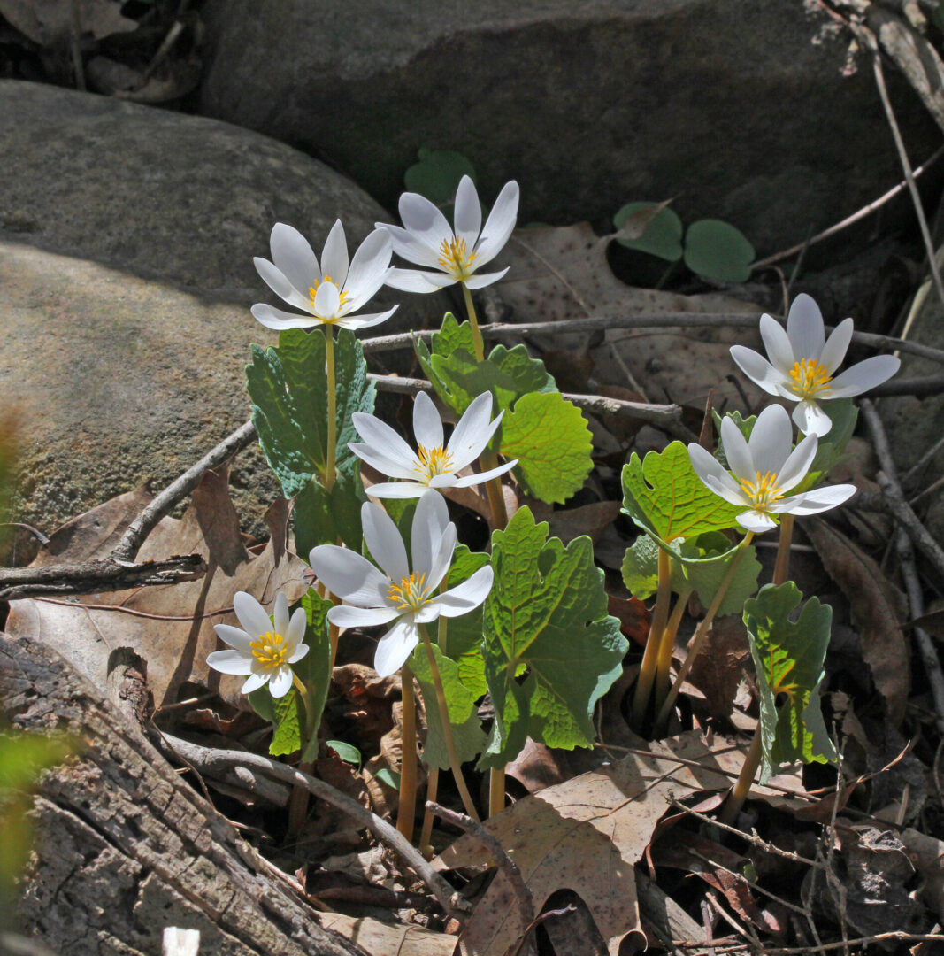 Bloodroot Flower Meaning
