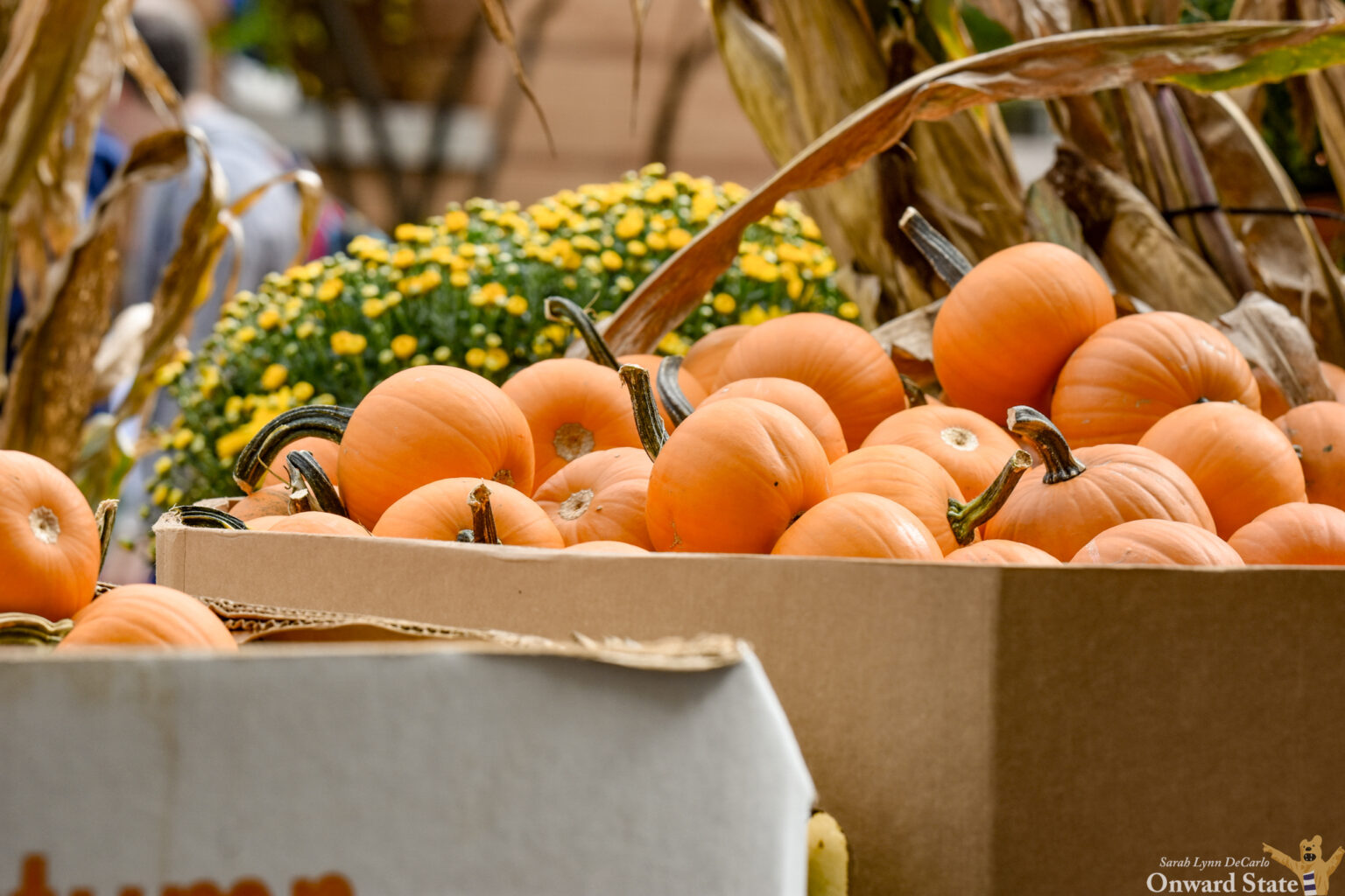 Fall Festivals Highlight Centre County Weekend | State College, PA