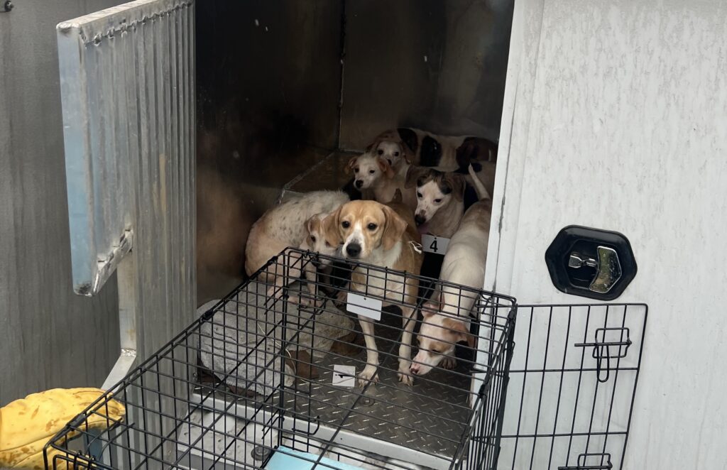 Centre County PAWS Caring for Dozens of Dogs Removed From Home ...
